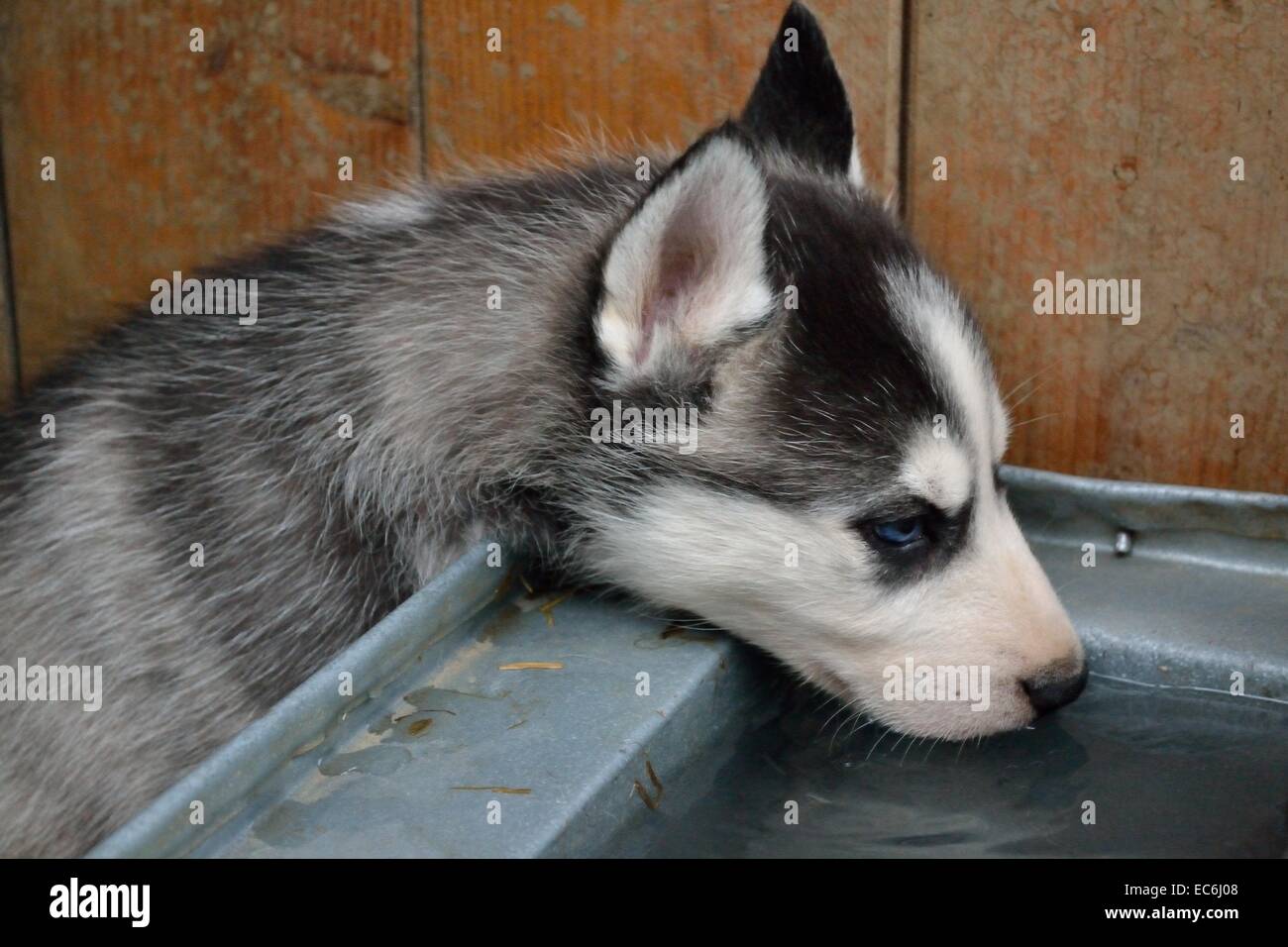 Husky puppy drinks water Stock Photo - Alamy