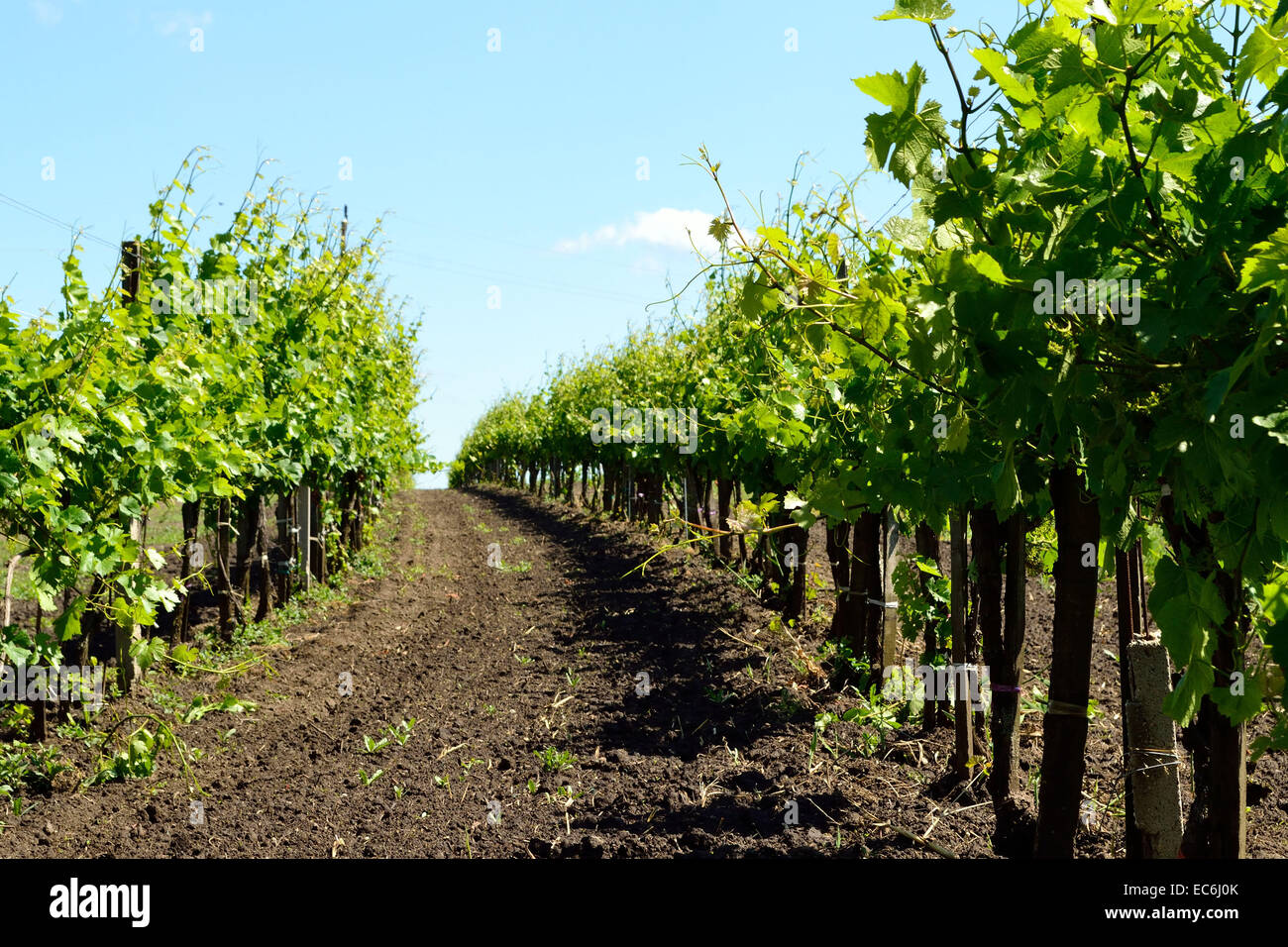 Cultivated shrubs hi-res stock photography and images - Alamy
