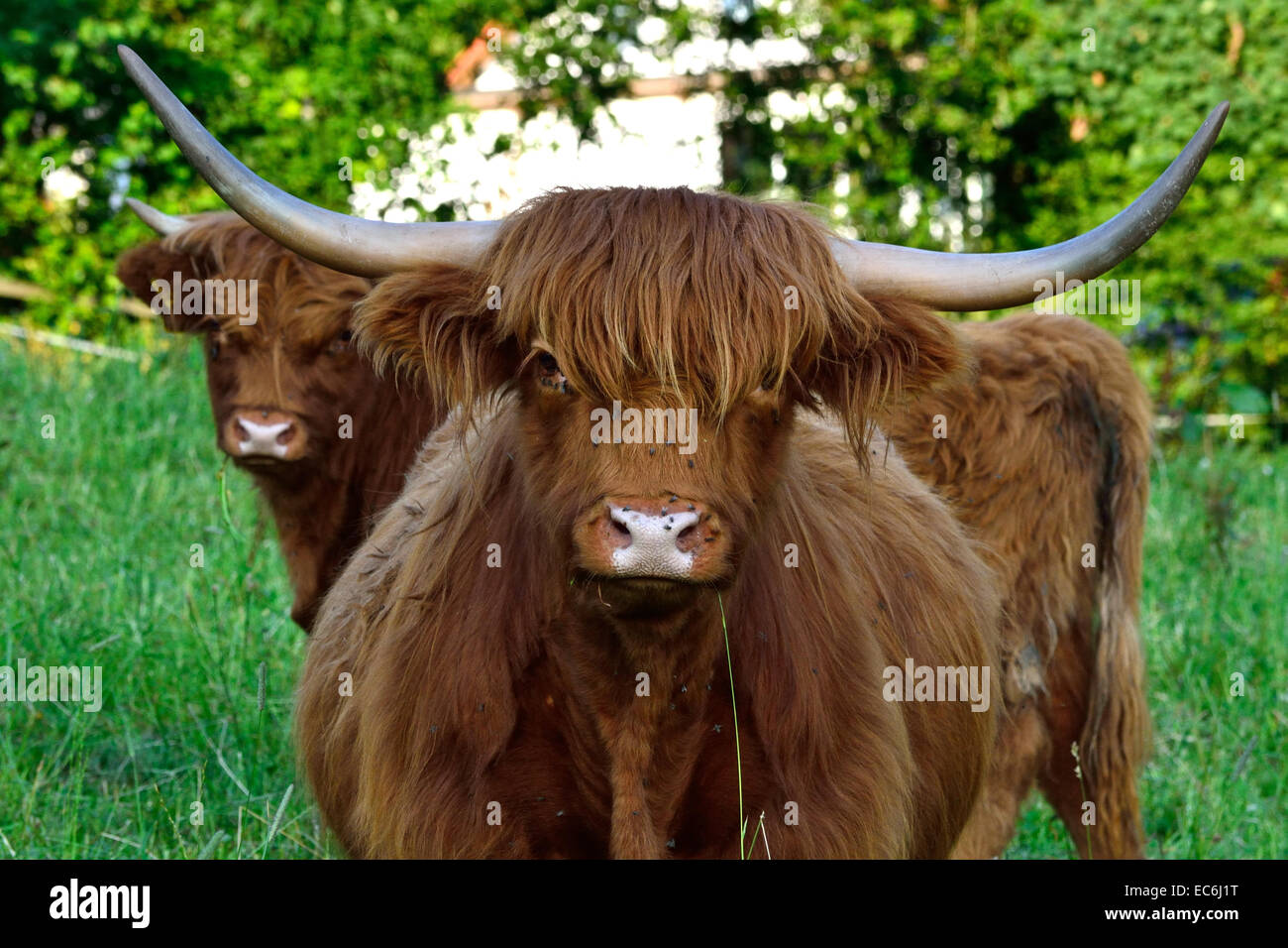 Scottish Highland cattle on pasture Stock Photo - Alamy