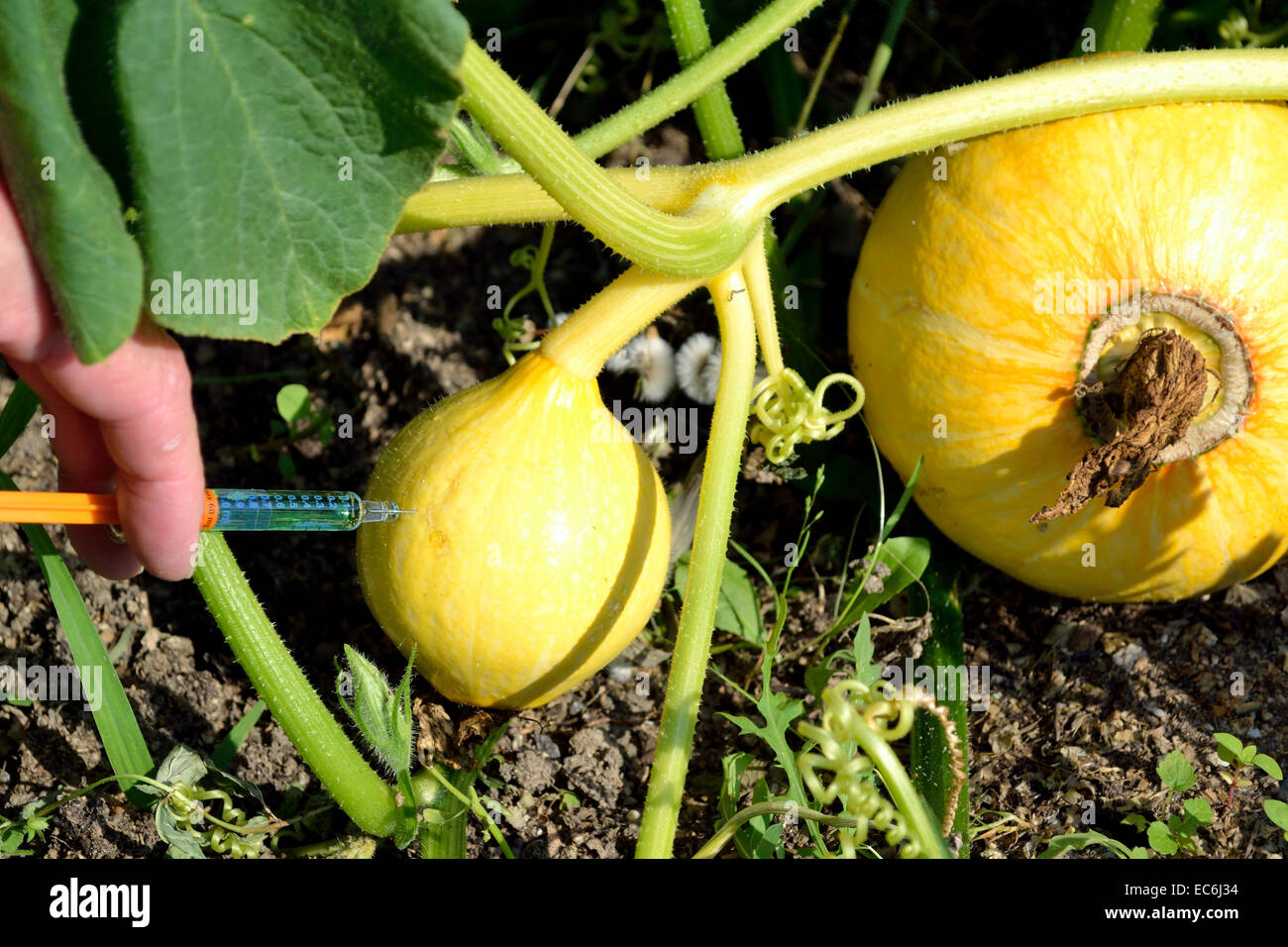 Photo icon for genetic engineering of vegetables Stock Photo - Alamy