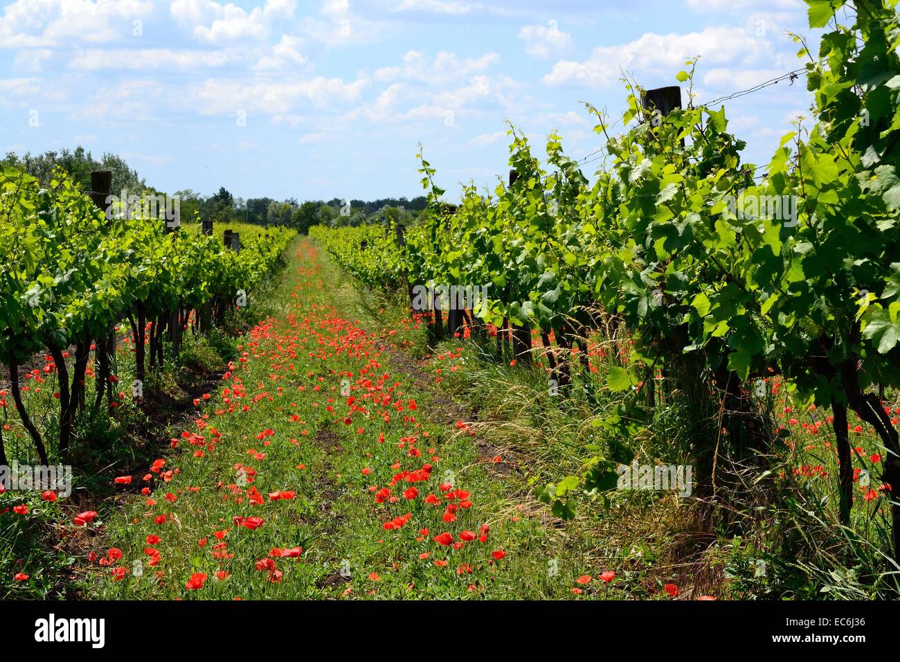 Poppies vine hi-res stock photography and images - Alamy