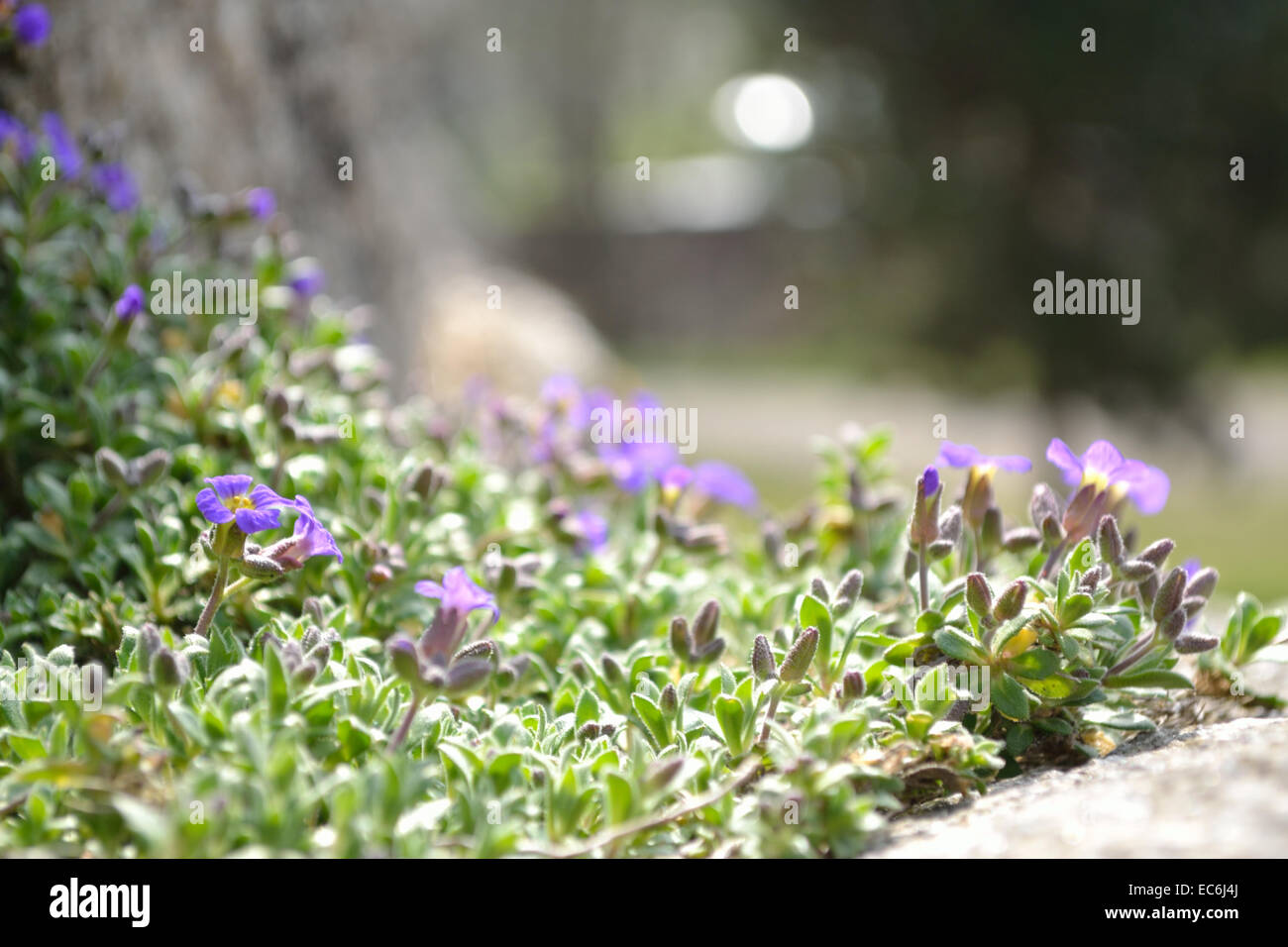 Forget-me-not in the sunlight Stock Photo - Alamy