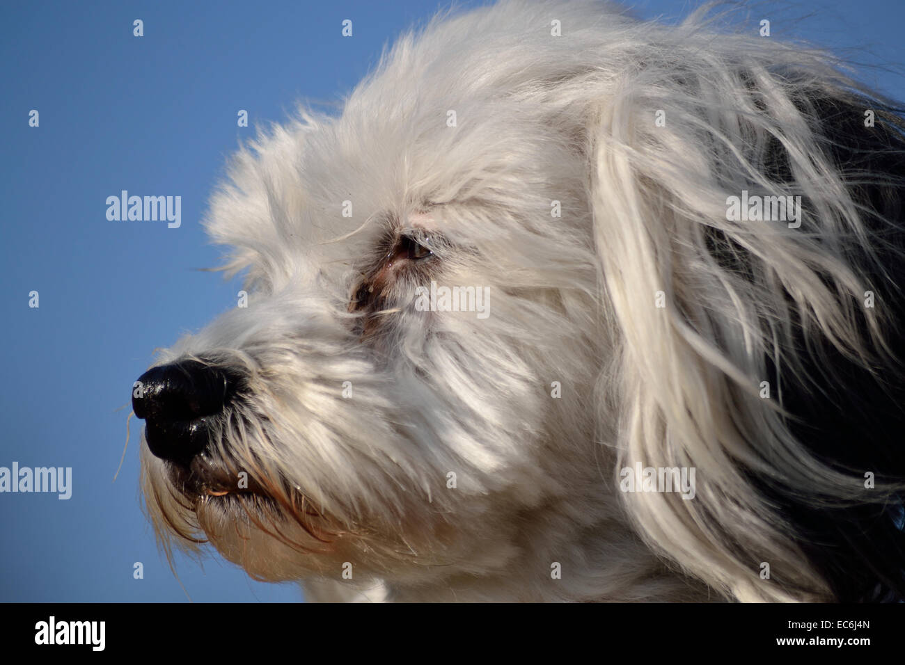 Head of a white dog Stock Photo - Alamy