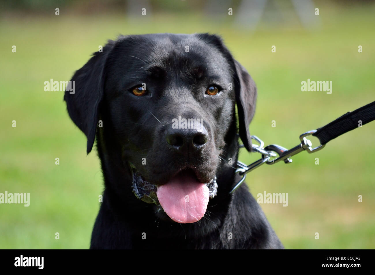 Head of a black labrador Stock Photo - Alamy