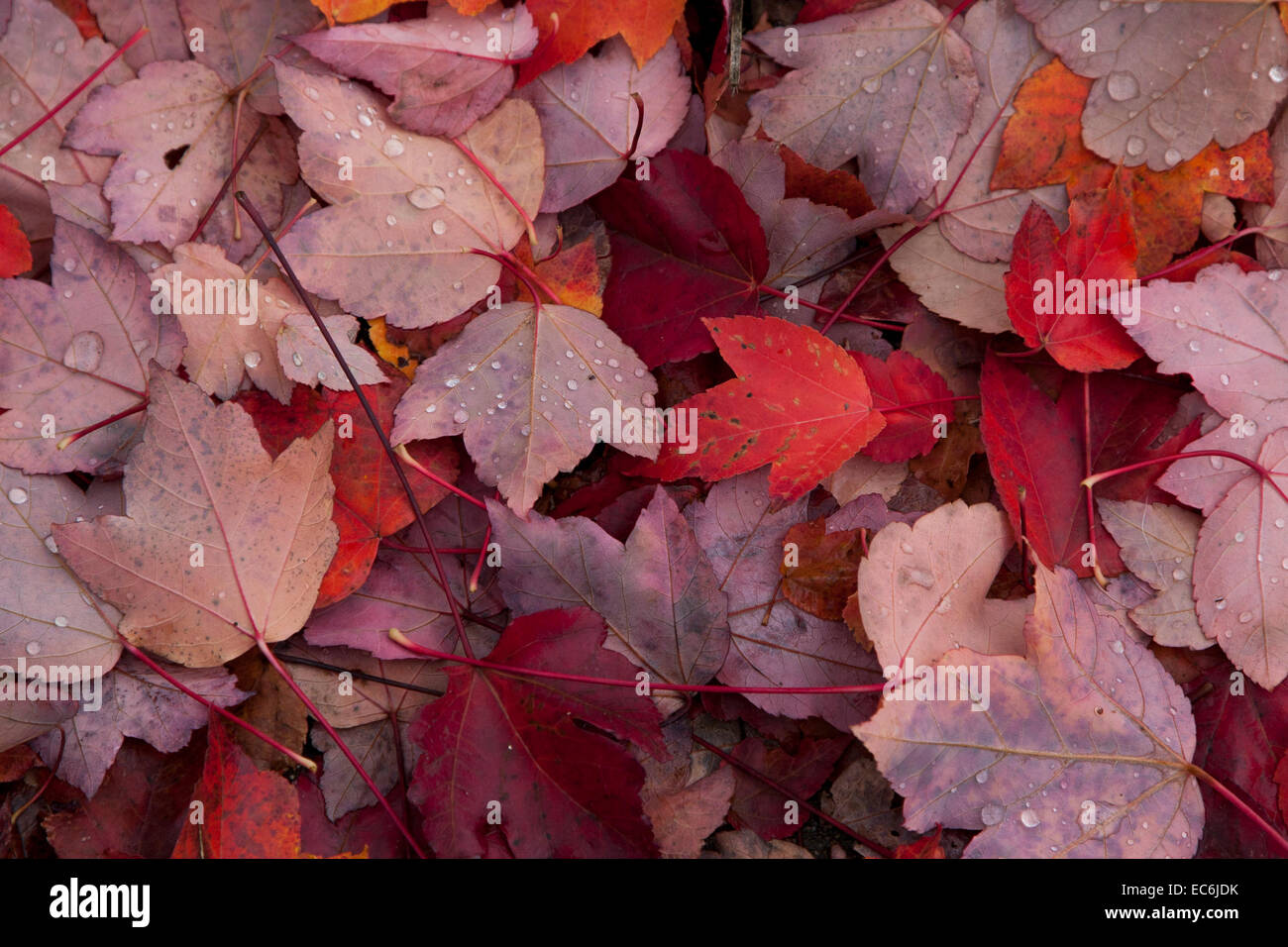 Color of fallen leaves hi-res stock photography and images - Alamy