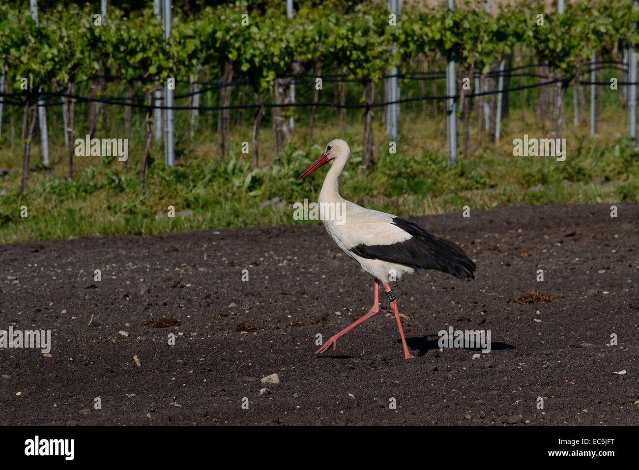 Marching animals hi-res stock photography and images - Alamy