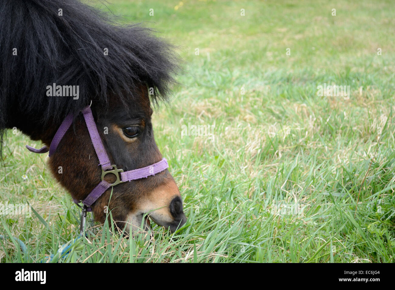 Pony eating in the meadow Stock Photo - Alamy