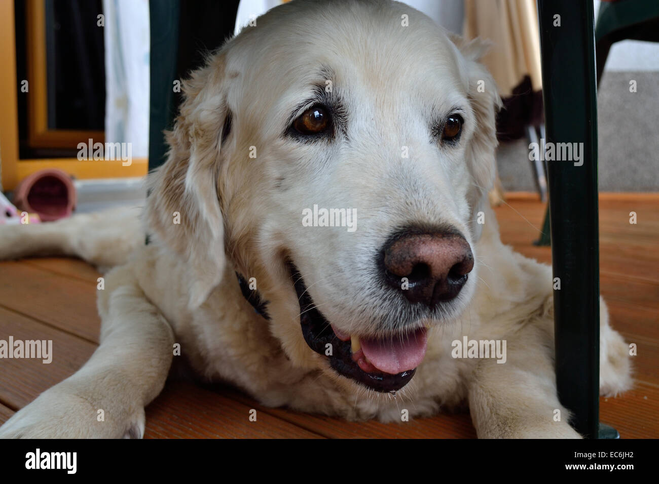 Dog under chair hi-res stock photography and images - Alamy