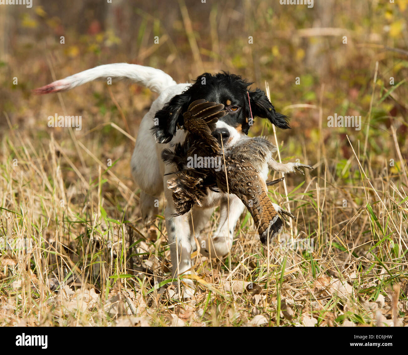 Hunting Dog with a Ruffed Grouse Stock Photo - Alamy
