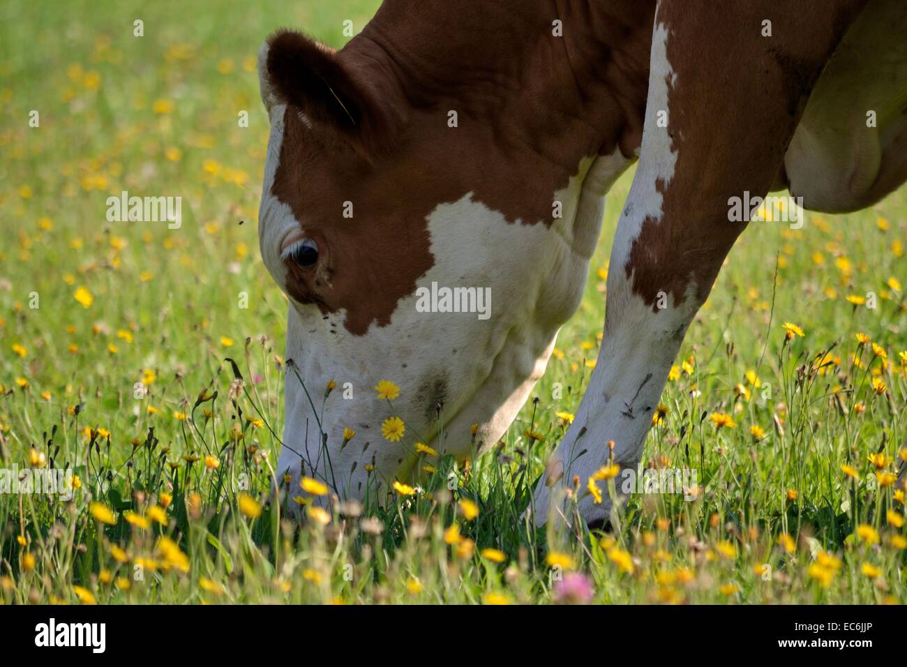 German cow breed hi-res stock photography and images - Alamy