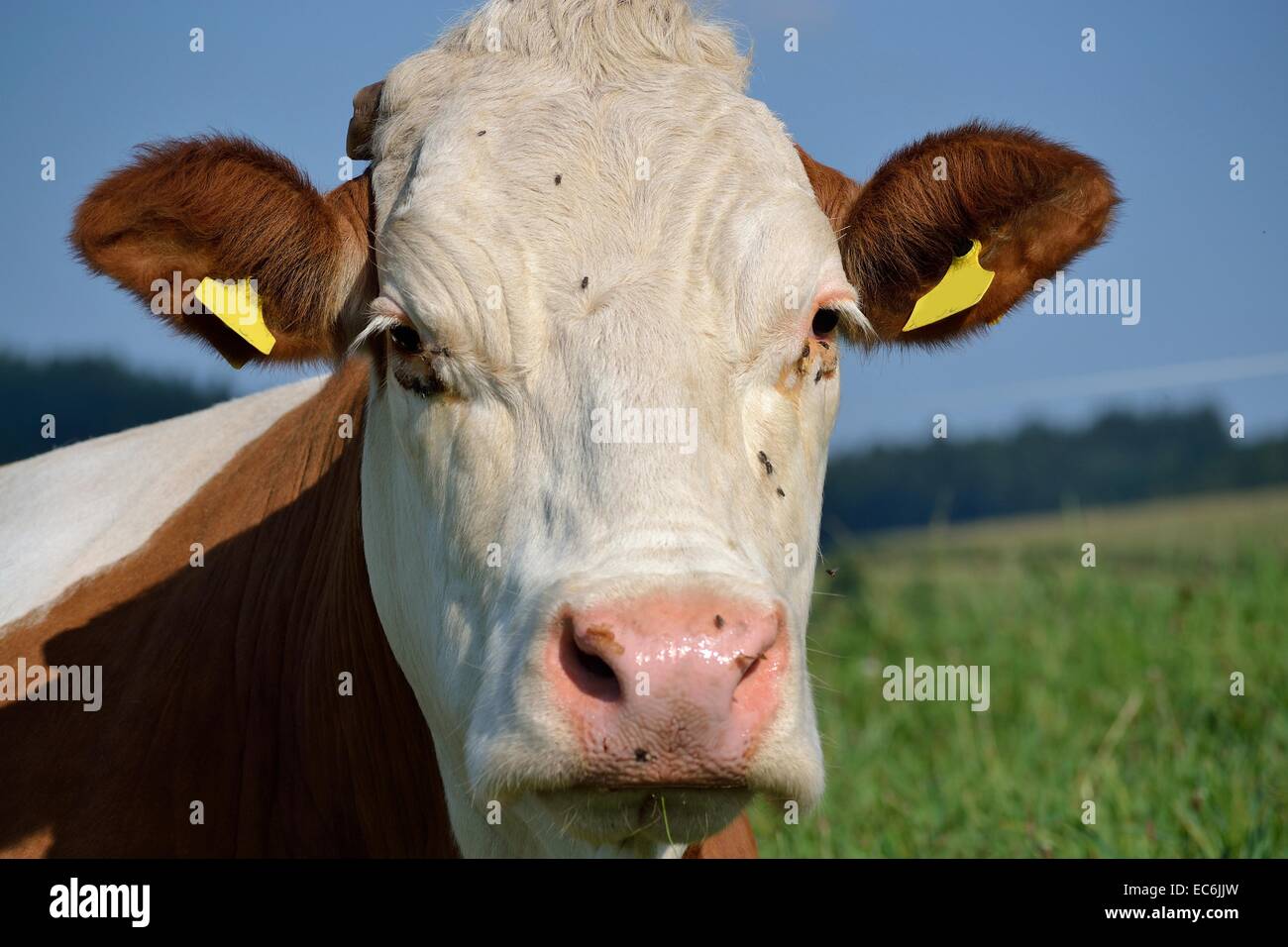 German cow breed hi-res stock photography and images - Alamy