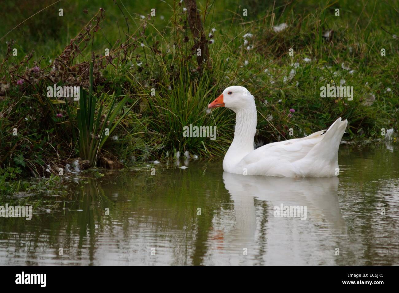 Gabble hi-res stock photography and images - Alamy
