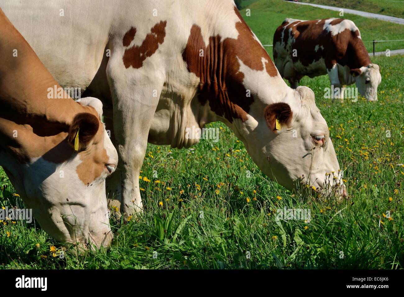 Cows on pasture Stock Photo - Alamy
