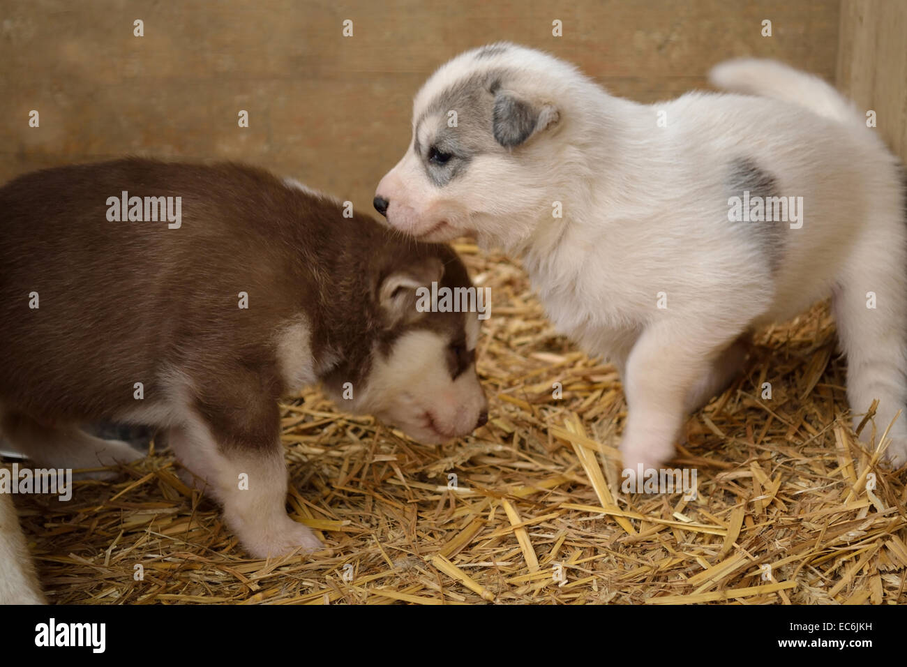 two husky puppies Stock Photo - Alamy