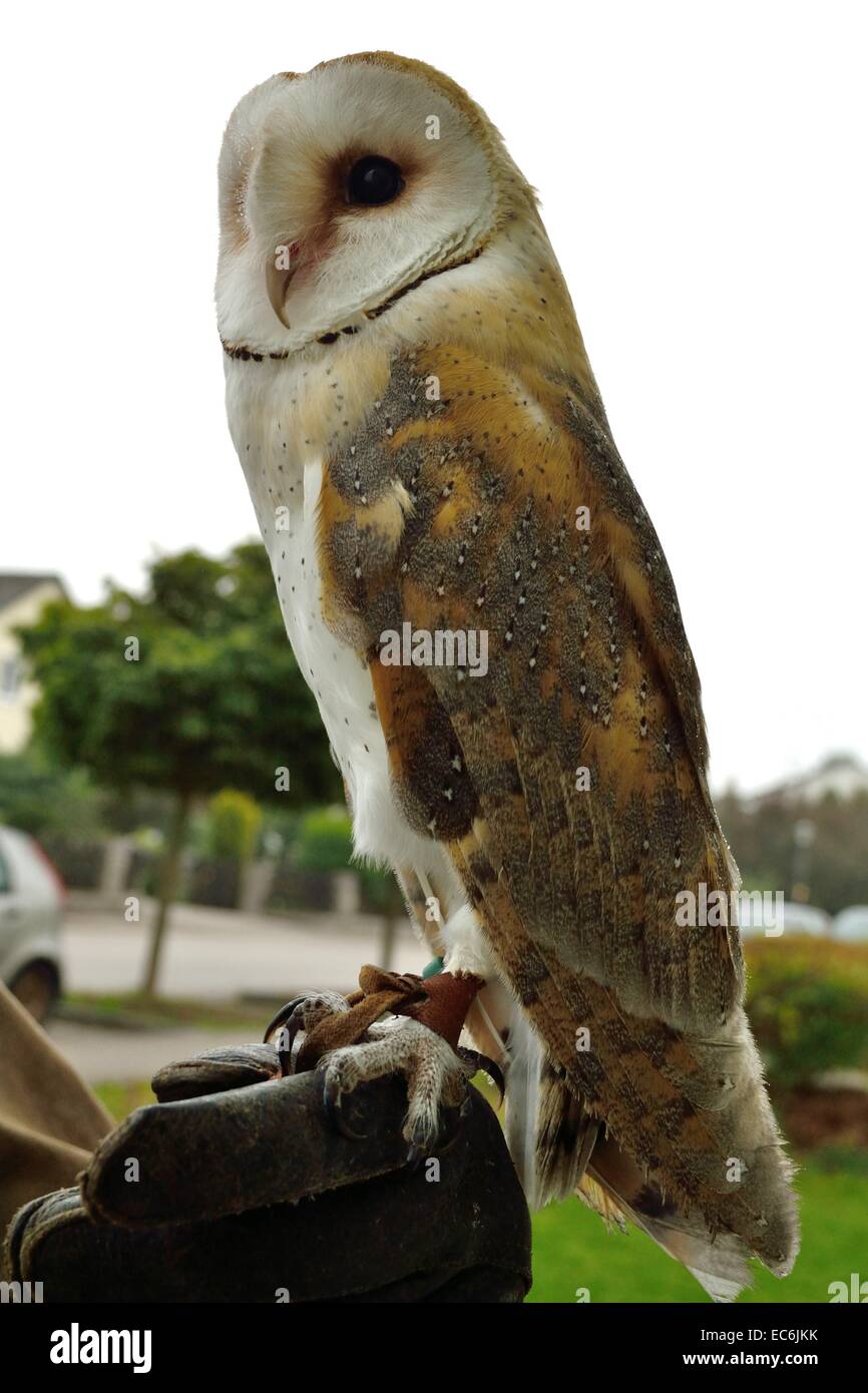 young barn owl sitting on the arm Stock Photo - Alamy