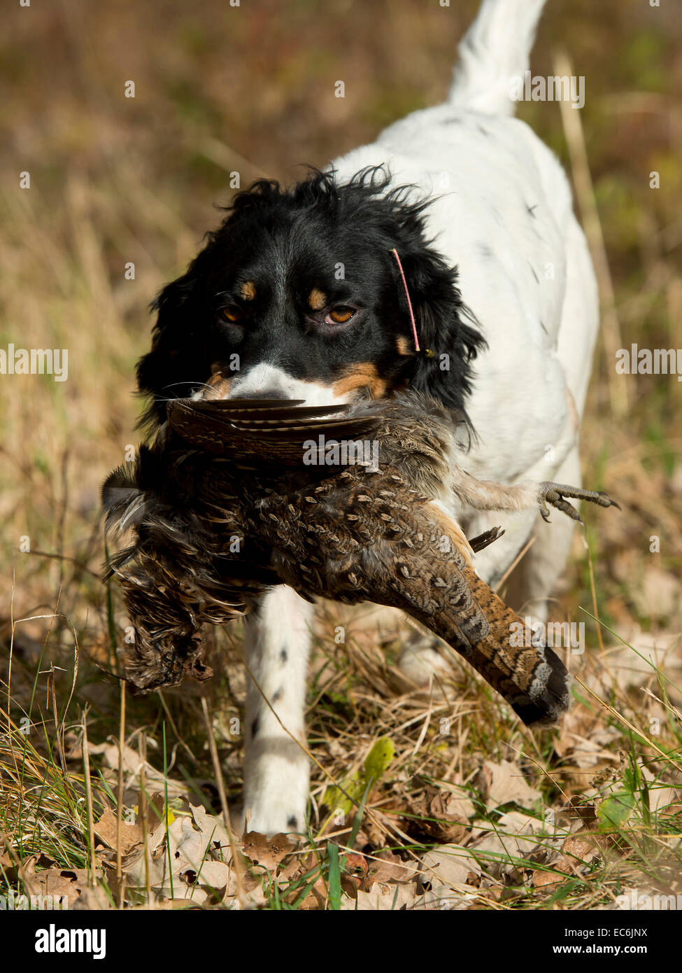Hunting Dog with a Ruffed Grouse Stock Photo - Alamy