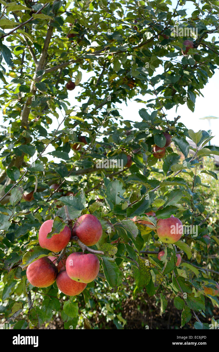 red-cheeked apples on apple tree Stock Photo - Alamy