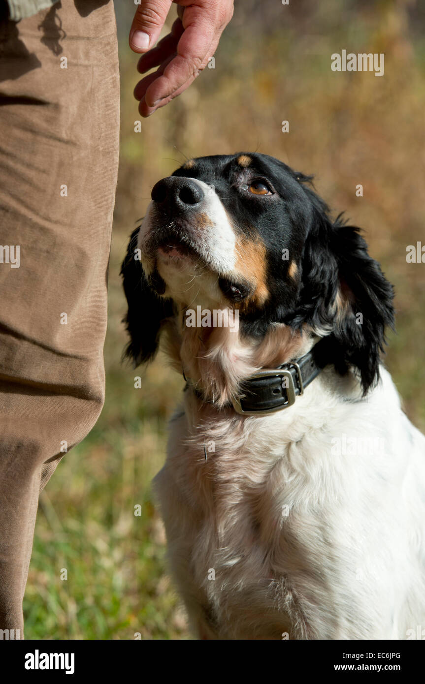 An English Setter out hunting Stock Photo - Alamy