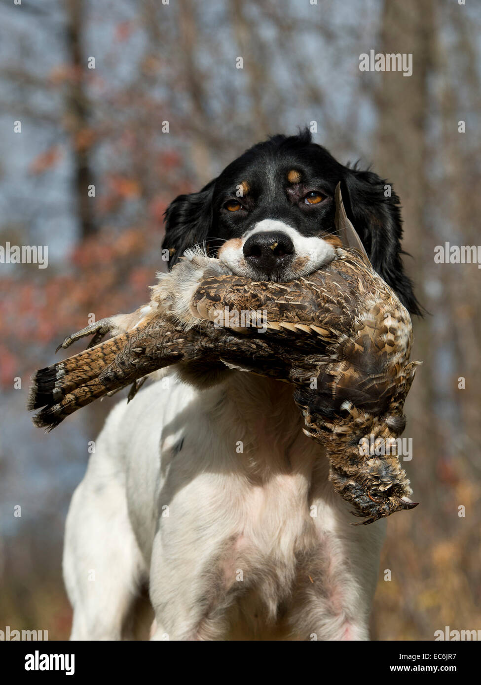 Hunting Dog with a Ruffed Grouse Stock Photo - Alamy