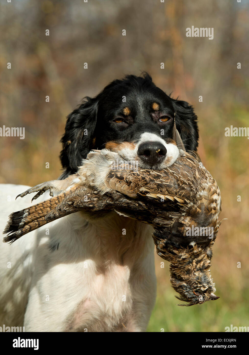 Hunting Dog with a Ruffed Grouse Stock Photo - Alamy