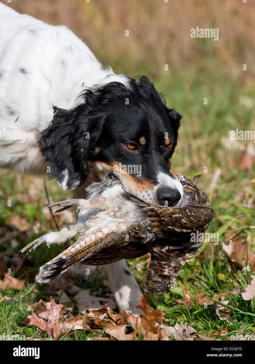 Hunting Dog with a Ruffed Grouse Stock Photo - Alamy