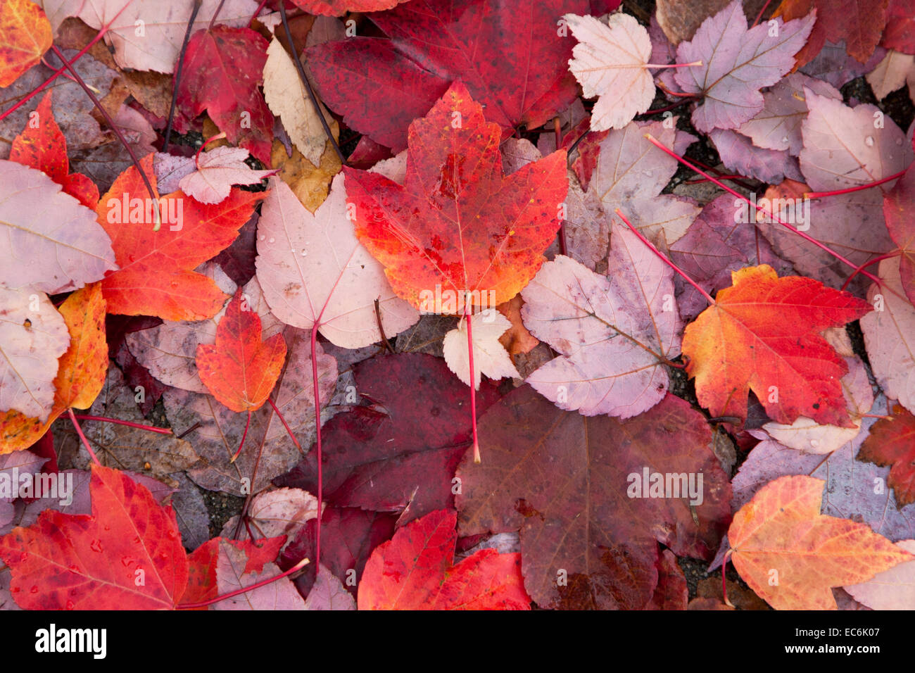 Color of fallen leaves hi-res stock photography and images - Alamy