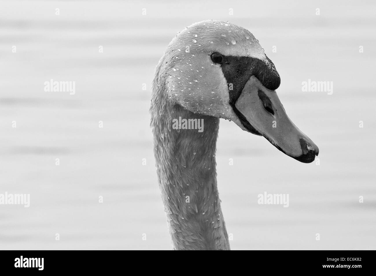 Intimate face Black and White Stock Photos & Images - Alamy