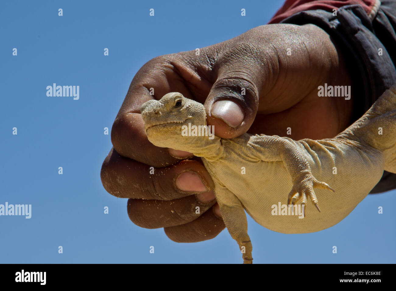 Desert lizard hi-res stock photography and images - Alamy