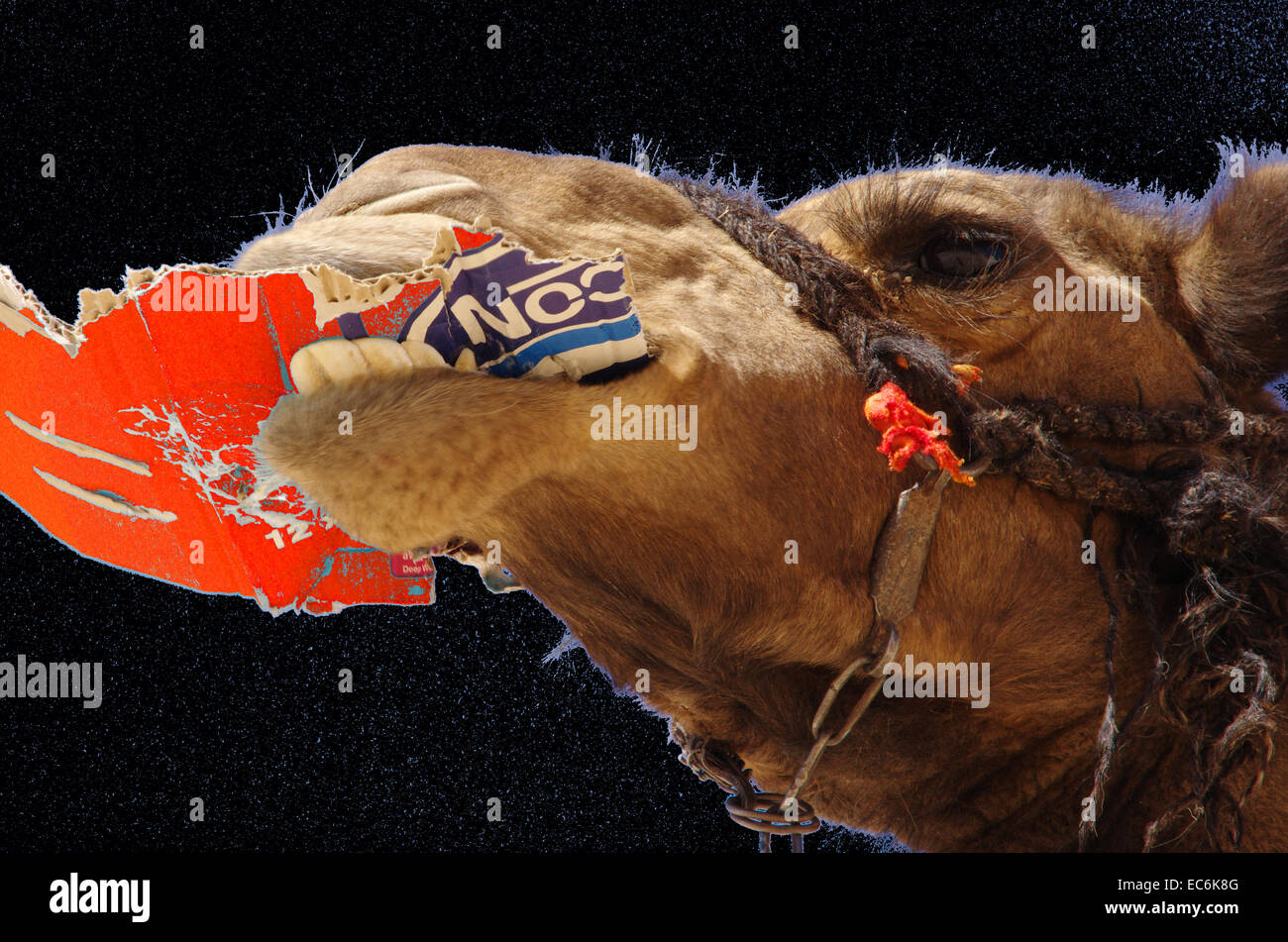 Space camel eats cardboard carton Stock Photo - Alamy