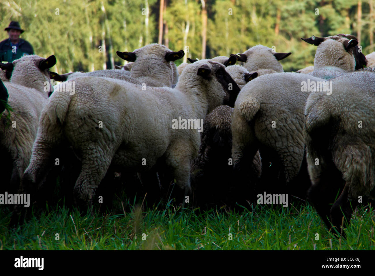 Flock of sheep rear view Stock Photo - Alamy