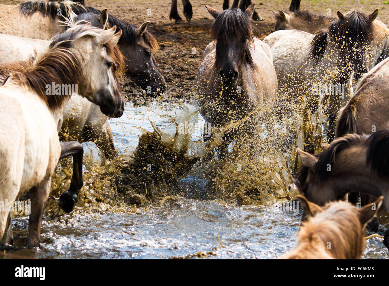 Dulmen Ponies, Merfelder Bruch, Merfeld, Germany, Europe Stock Photo ...