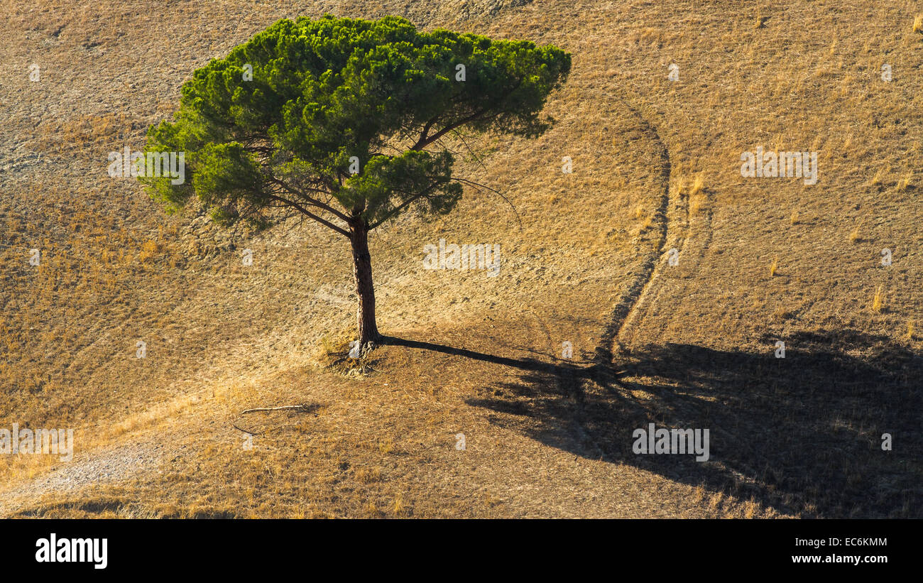 The lonely tree Stock Photo - Alamy
