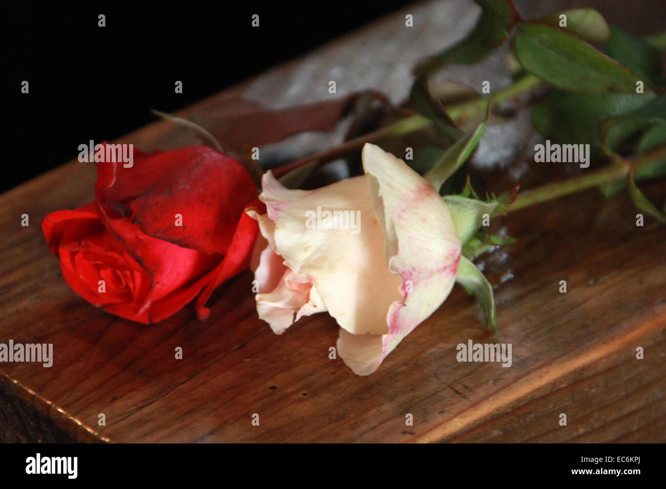 Two roses hi-res stock photography and images - Alamy