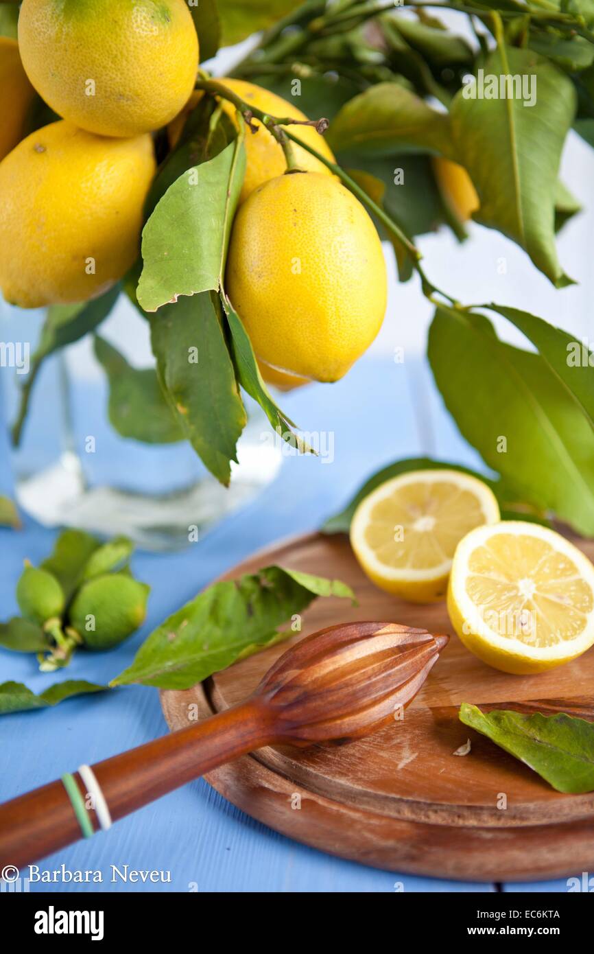 Fresh organic lemons with branches and leaves Stock Photo - Alamy
