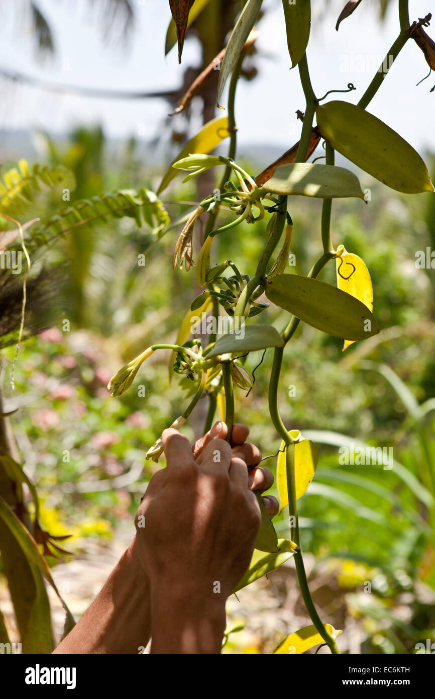 Young vanilla plants in Bali Stock Photo - Alamy