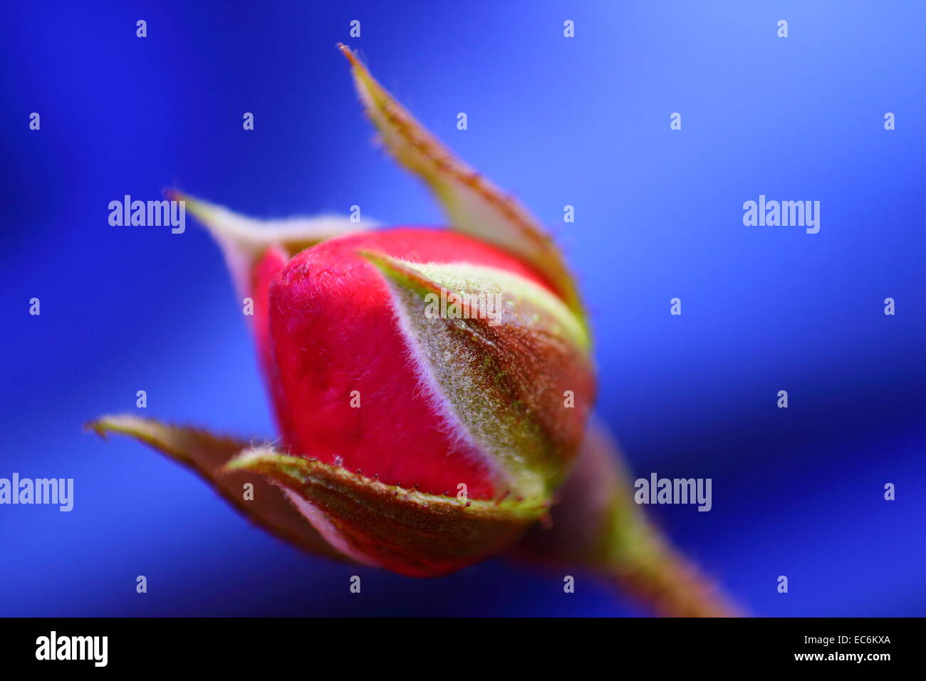 Macro rose shot hi-res stock photography and images - Alamy