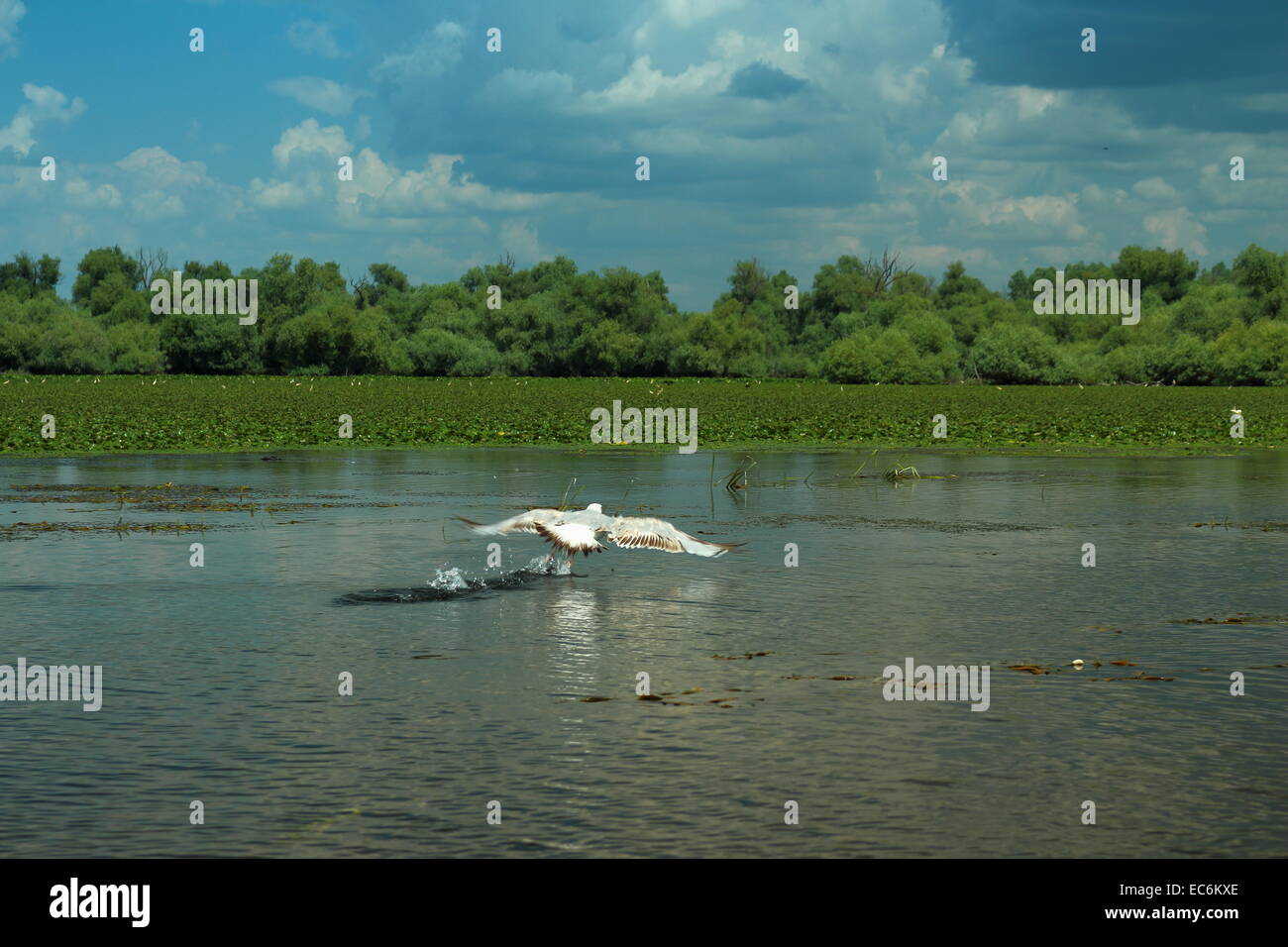 Wildlife in the Danube Delta Stock Photo - Alamy