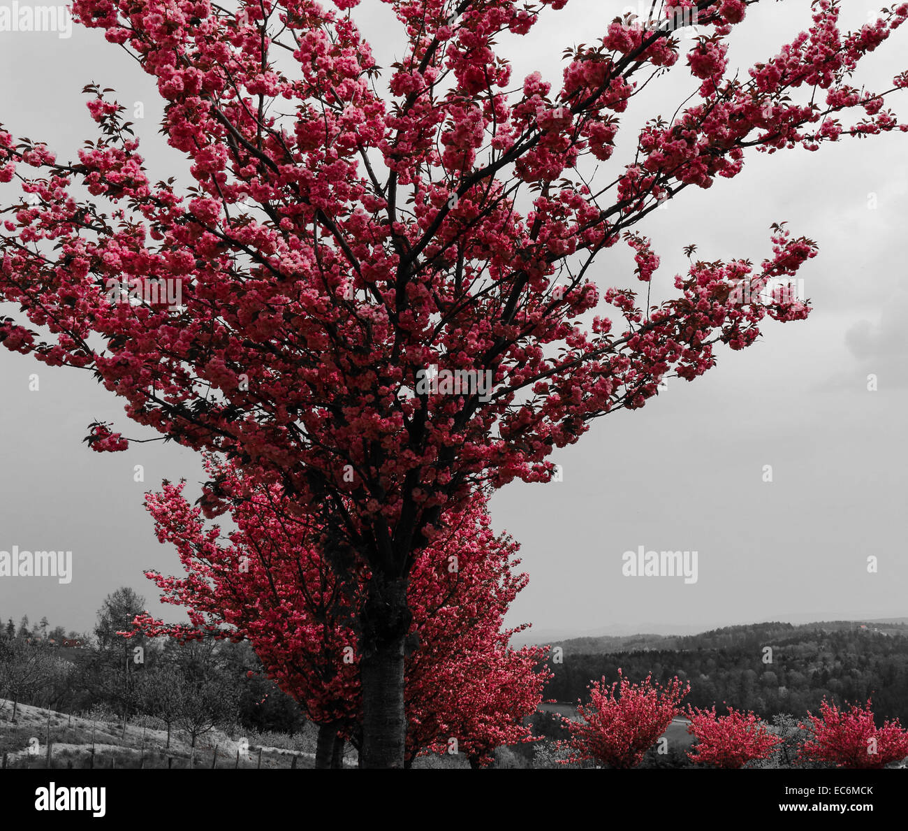 Black And White Cherry Blossom Tree Wallpaper