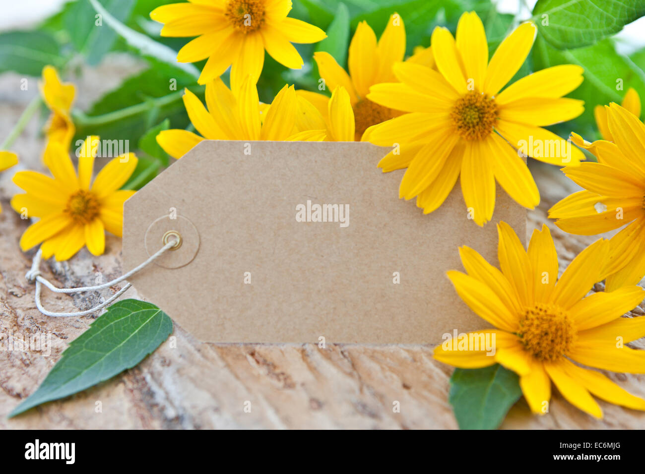 Yellow cone flowers and a blank paper label Stock Photo - Alamy