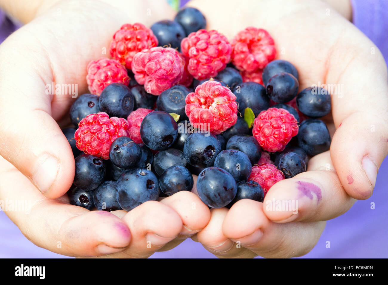 blueberry and raspberries at the hands Stock Photo - Alamy