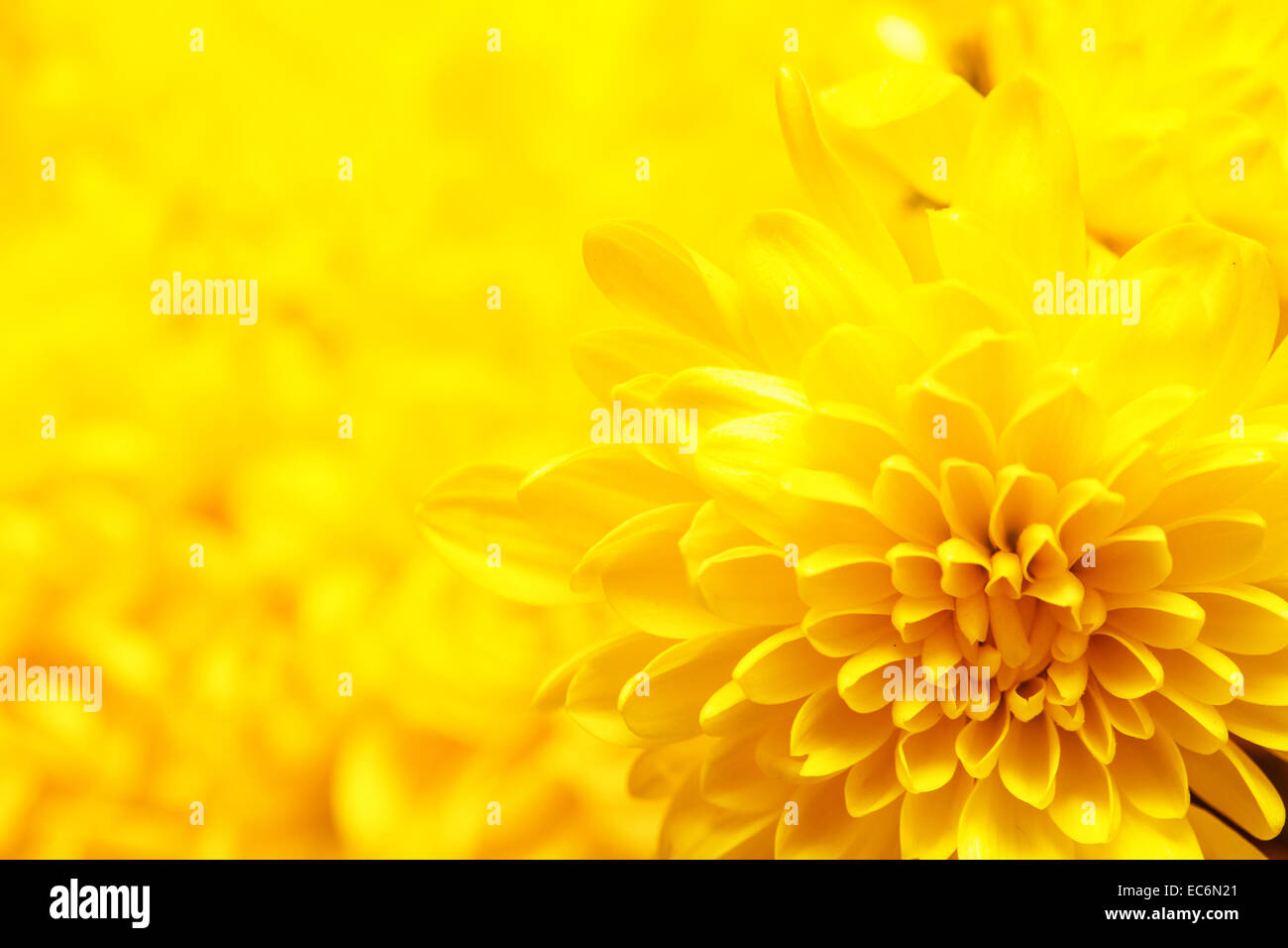 background of yellow chrysanthemum close-up Stock Photo - Alamy