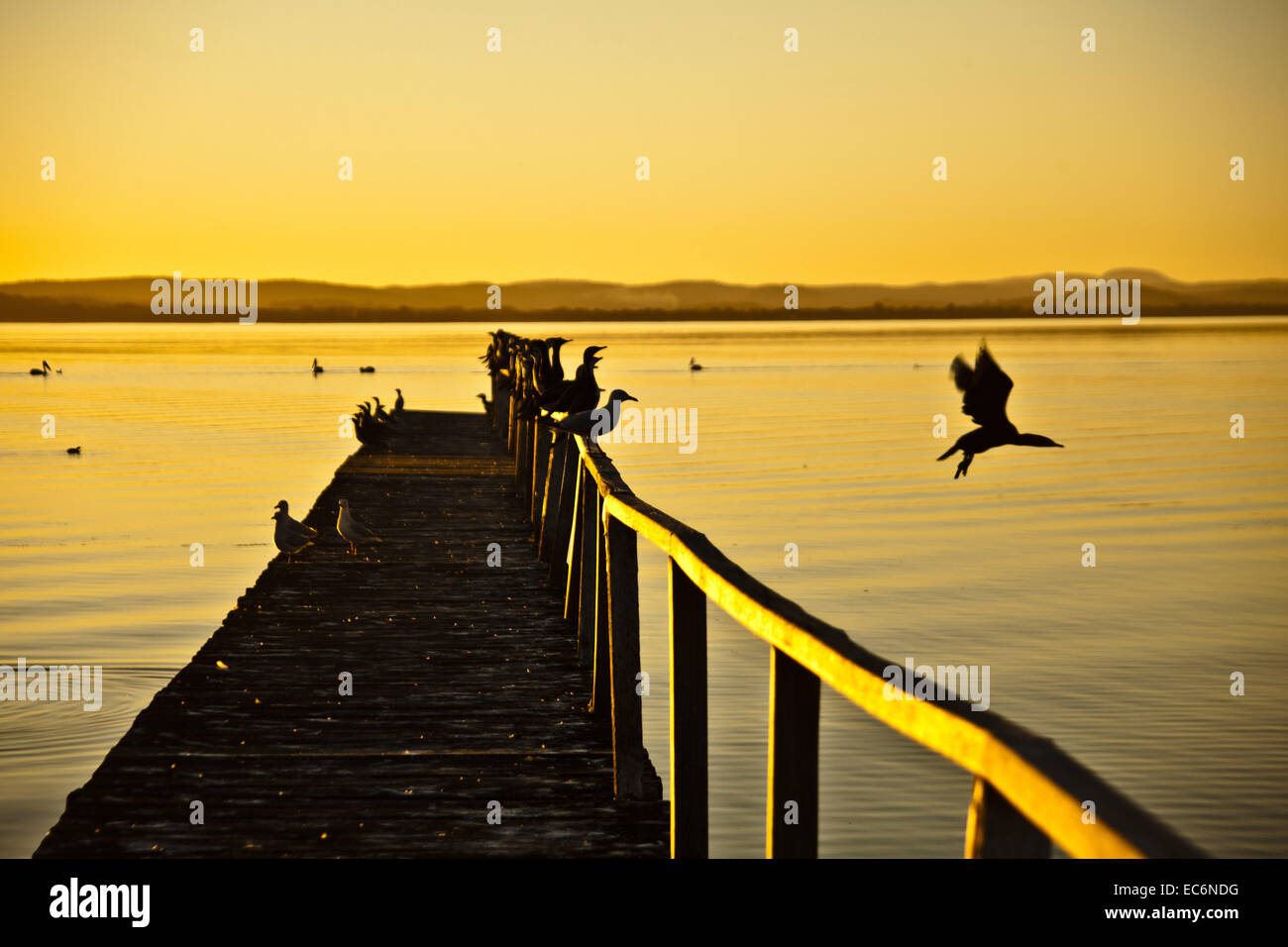 A jetty at sunset while birds take off Stock Photo - Alamy