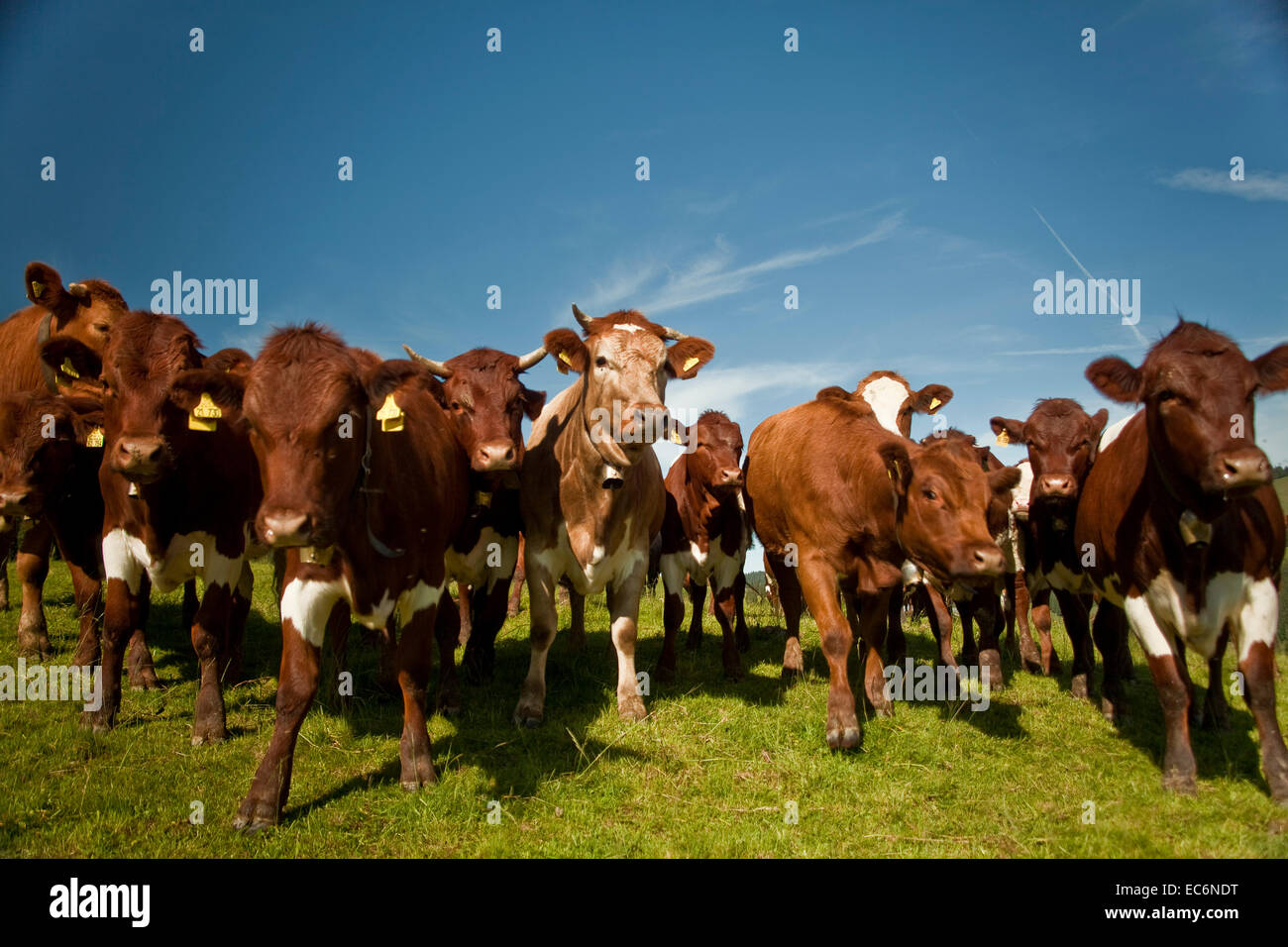 Cows coming closer Frontshot of Cowherd, low angle, impressive Stock ...