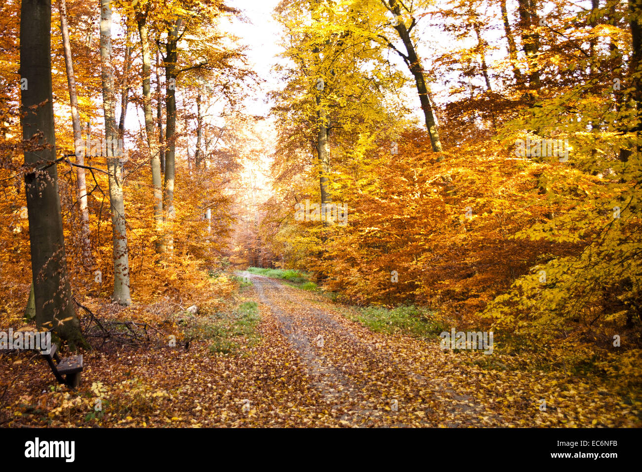 indian summer footpath in a wood Stock Photo - Alamy