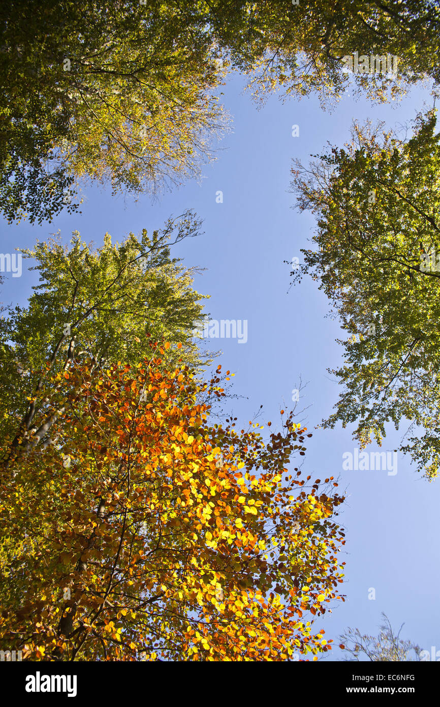 Looking up into autum leaves of trees Stock Photo - Alamy