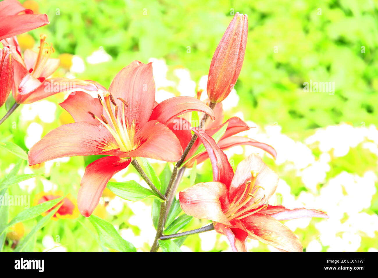 Overexposed flower hi-res stock photography and images - Alamy