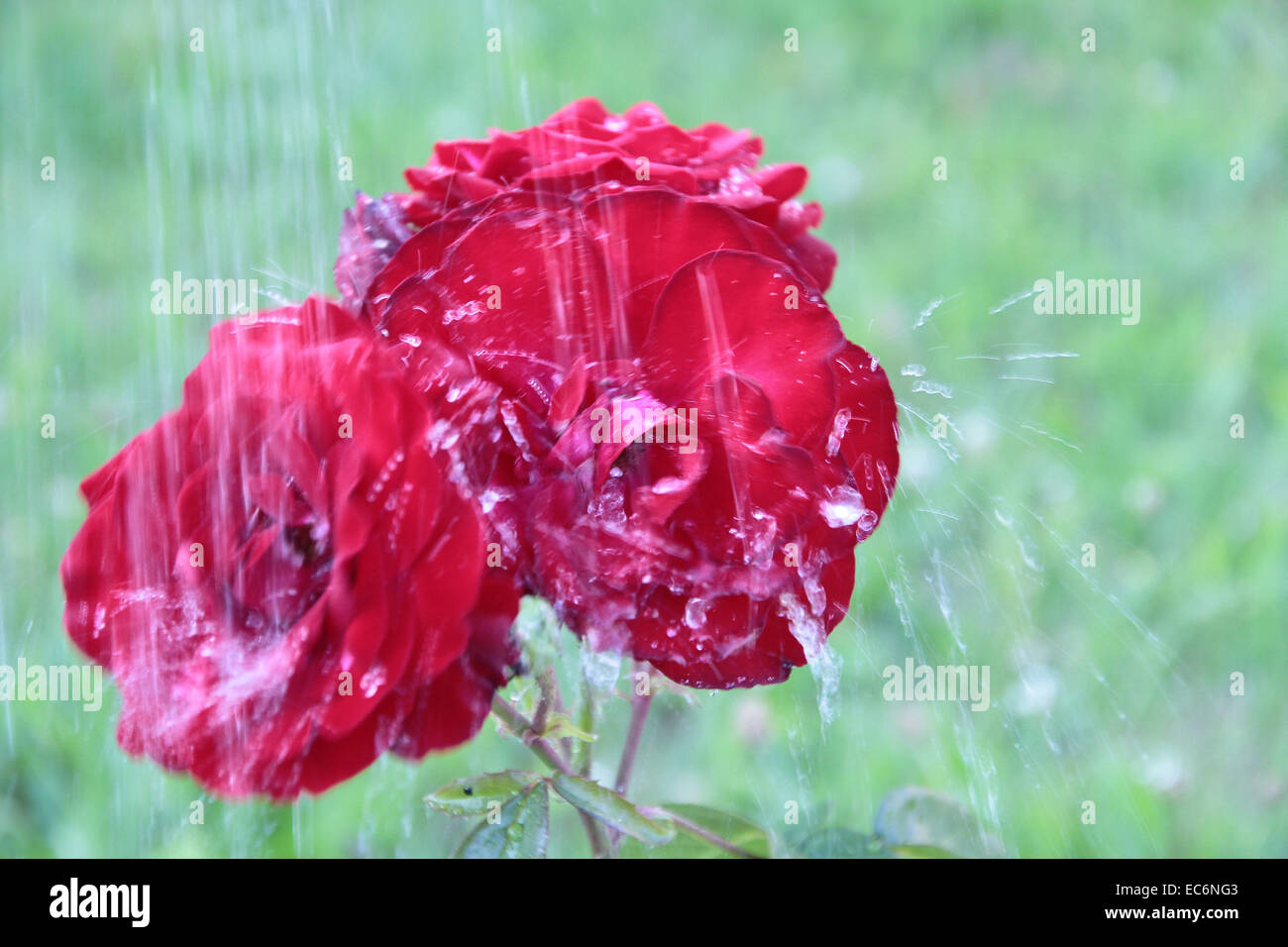 Flower in rain Stock Photo - Alamy
