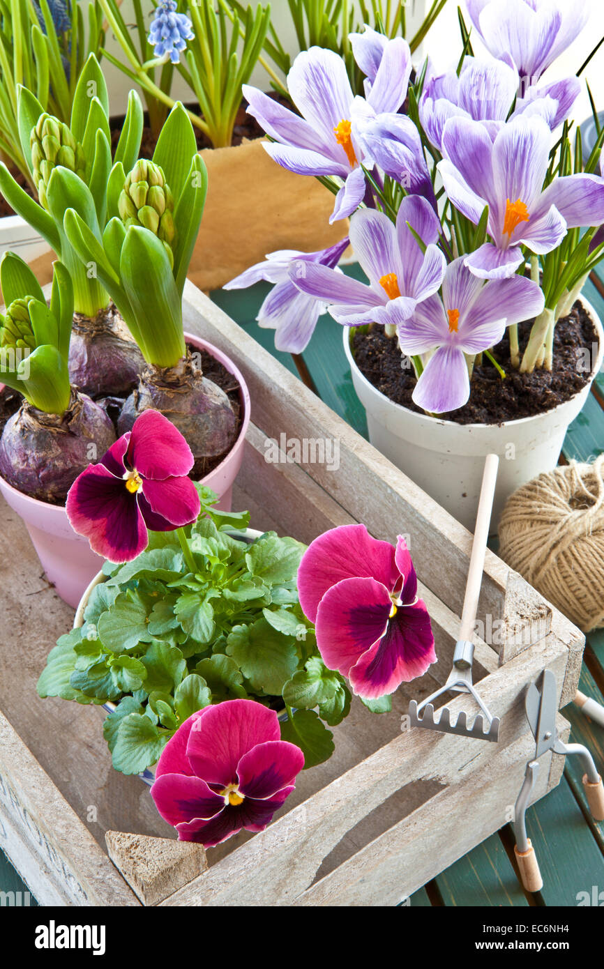 Fresh spring flowers Stock Photo - Alamy