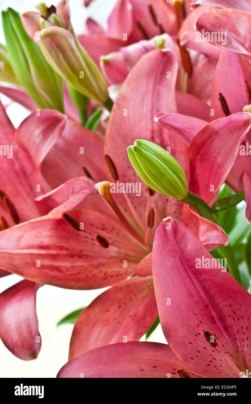 Pink lilies flower closeup hi-res stock photography and images - Alamy