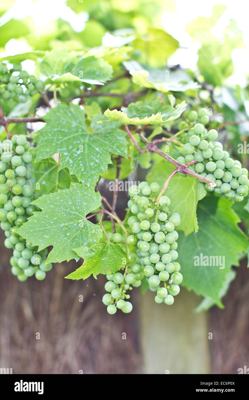 Green grapes on vines Stock Photo - Alamy